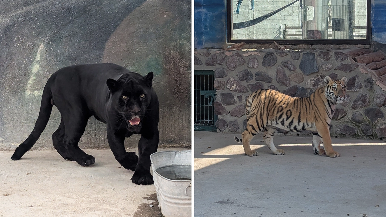 Aseguran fauna silvestre en cateo en Santa Rosa Jáuregui, Querétaro ...