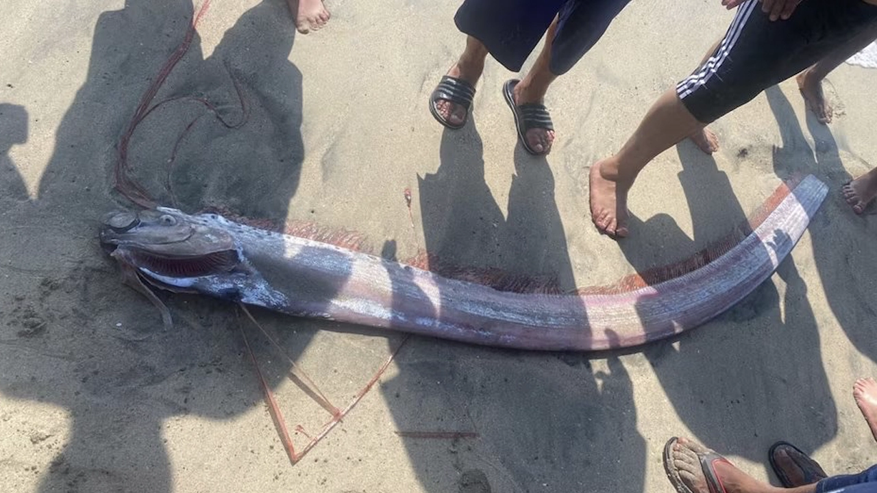 Aparece pez remo en Nayarit y genera asombro entre locales - Enfoque Bajío
